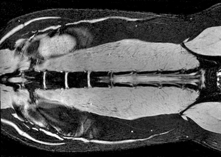 5 Tips for Patient Care in MRI Scans for Dogs – VetORSolutions