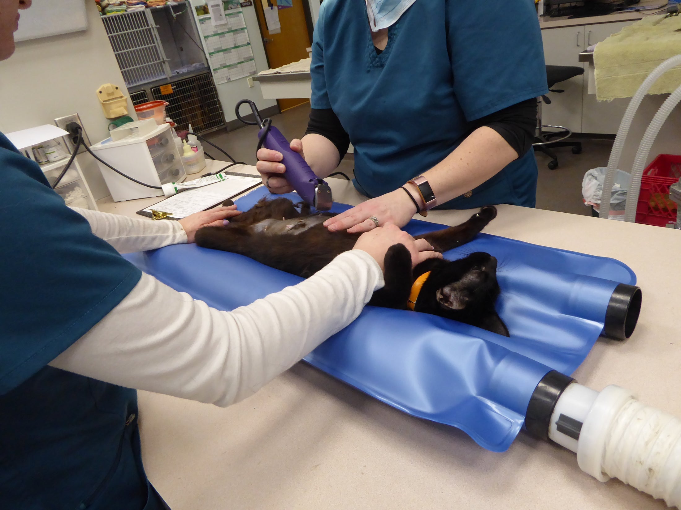 6 Tips to Optimize Intraoperative Patient Warming – VetORSolutions